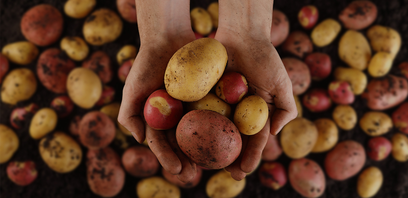 Frozen, Chilled and Fresh Potato Range - Albert BartlettAlbert Bartlett