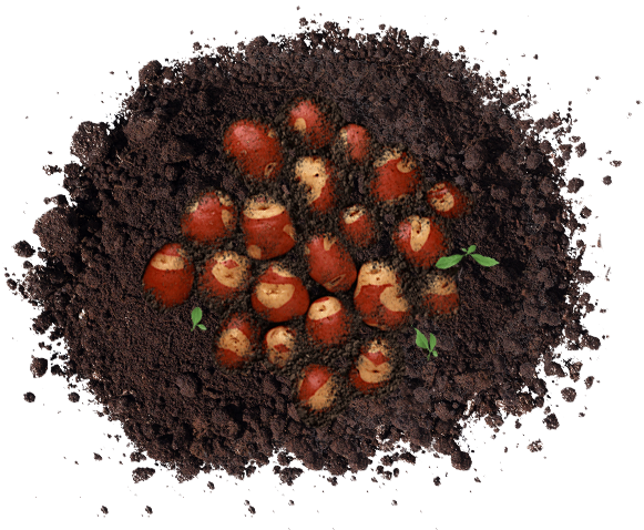 Albert Bartlett - Fresh Range - A Passion For Potato PerfectionAlbert ...